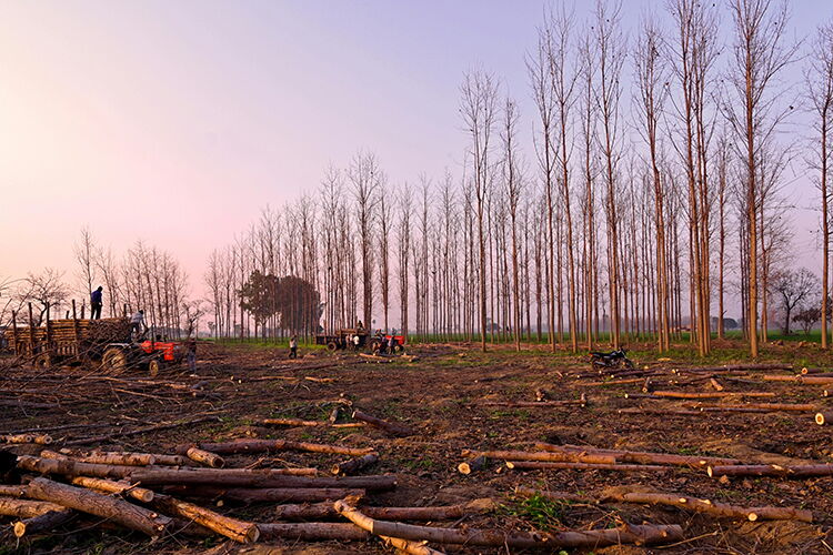 Greenpeace Raises Alarm as Logging Persists in Polish Forests Despite ...